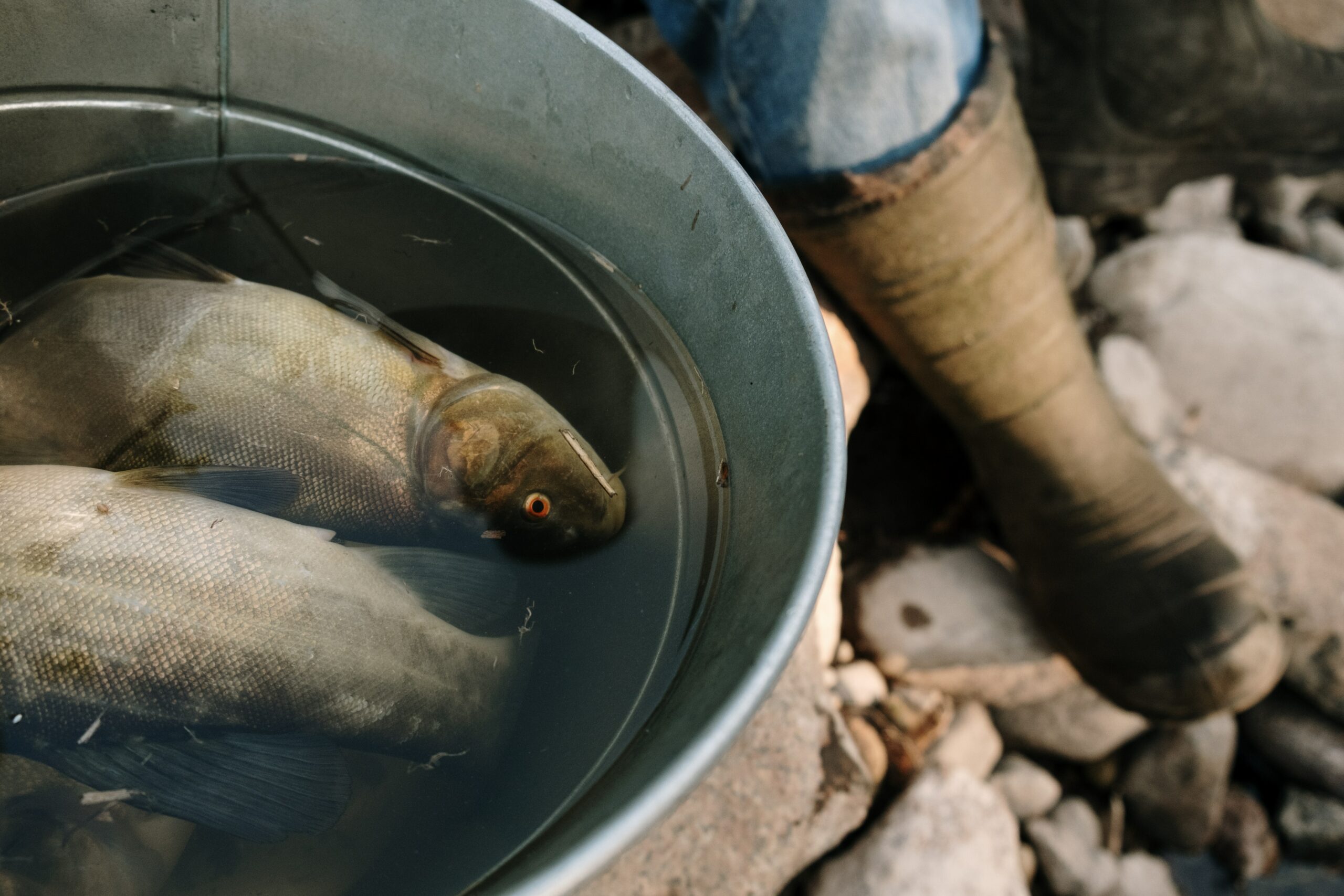 Quel hameçon pêche carpe ? - Fishy-Style